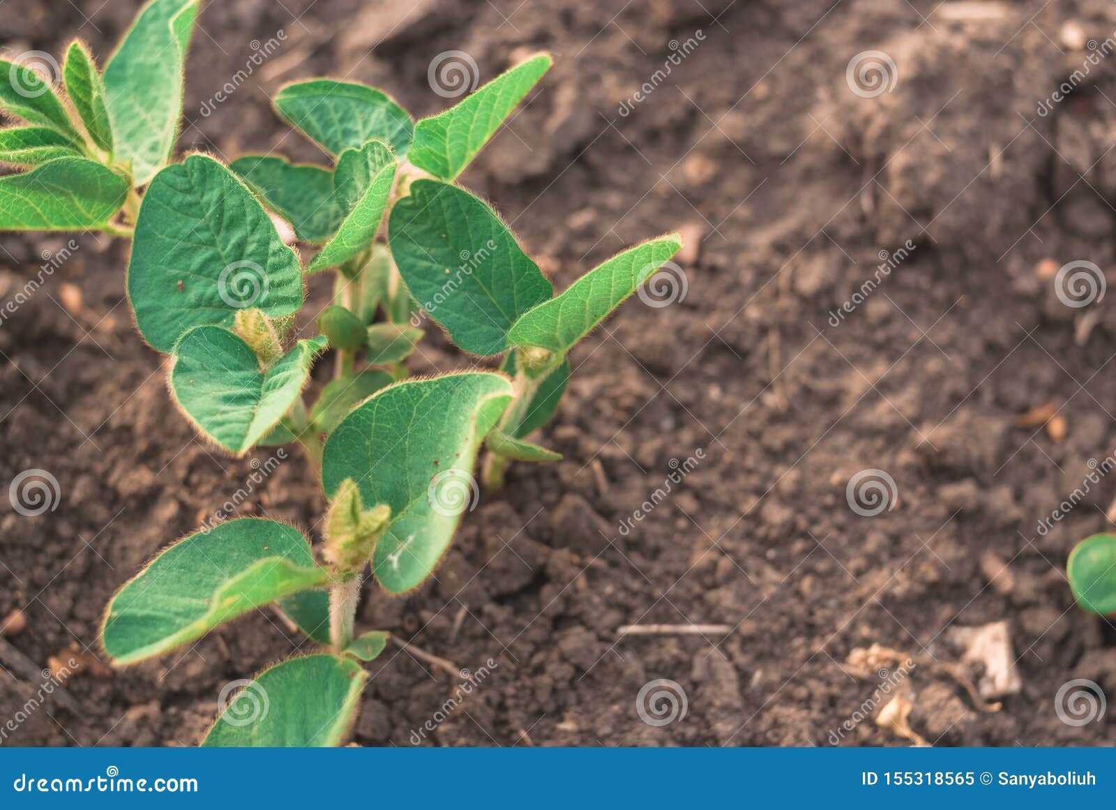 Shoots of Green Beans Sprouts on Field Close Up Stock Image - Image of ...