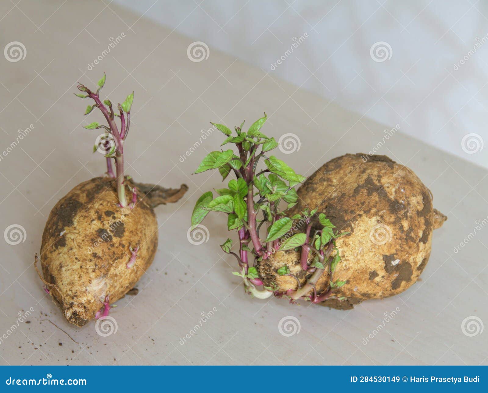 Shoots Growing from Old Potatoes. Stock Image - Image of brown ...