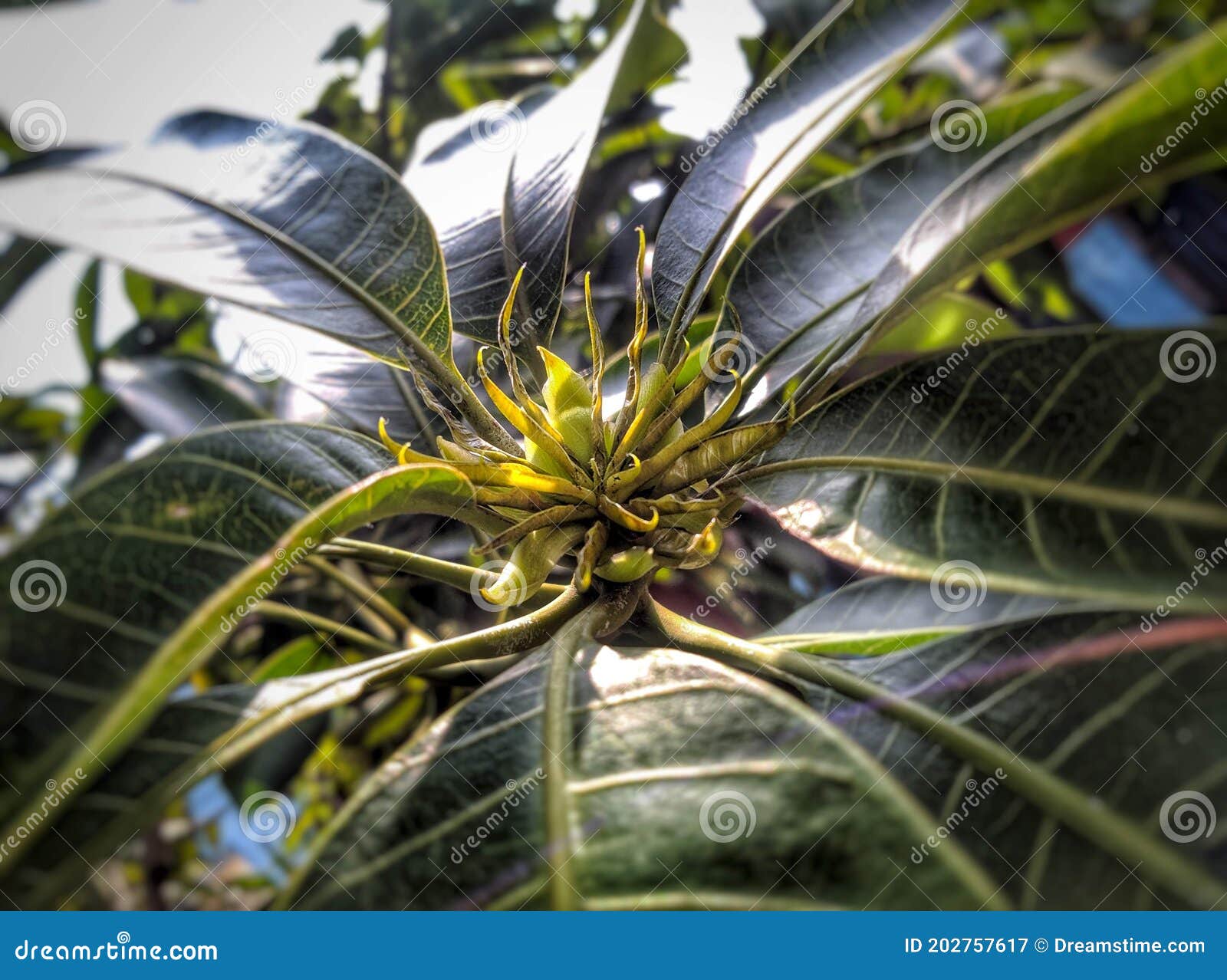 Shoots from the mango tree stock image. Image of sunlight - 202757617