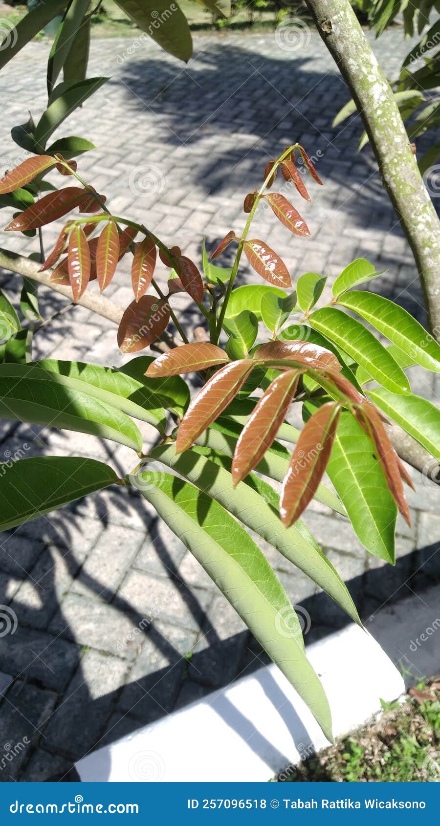 The Shoots of the Mango Tree Stalks are Still Red, Planted in the ...