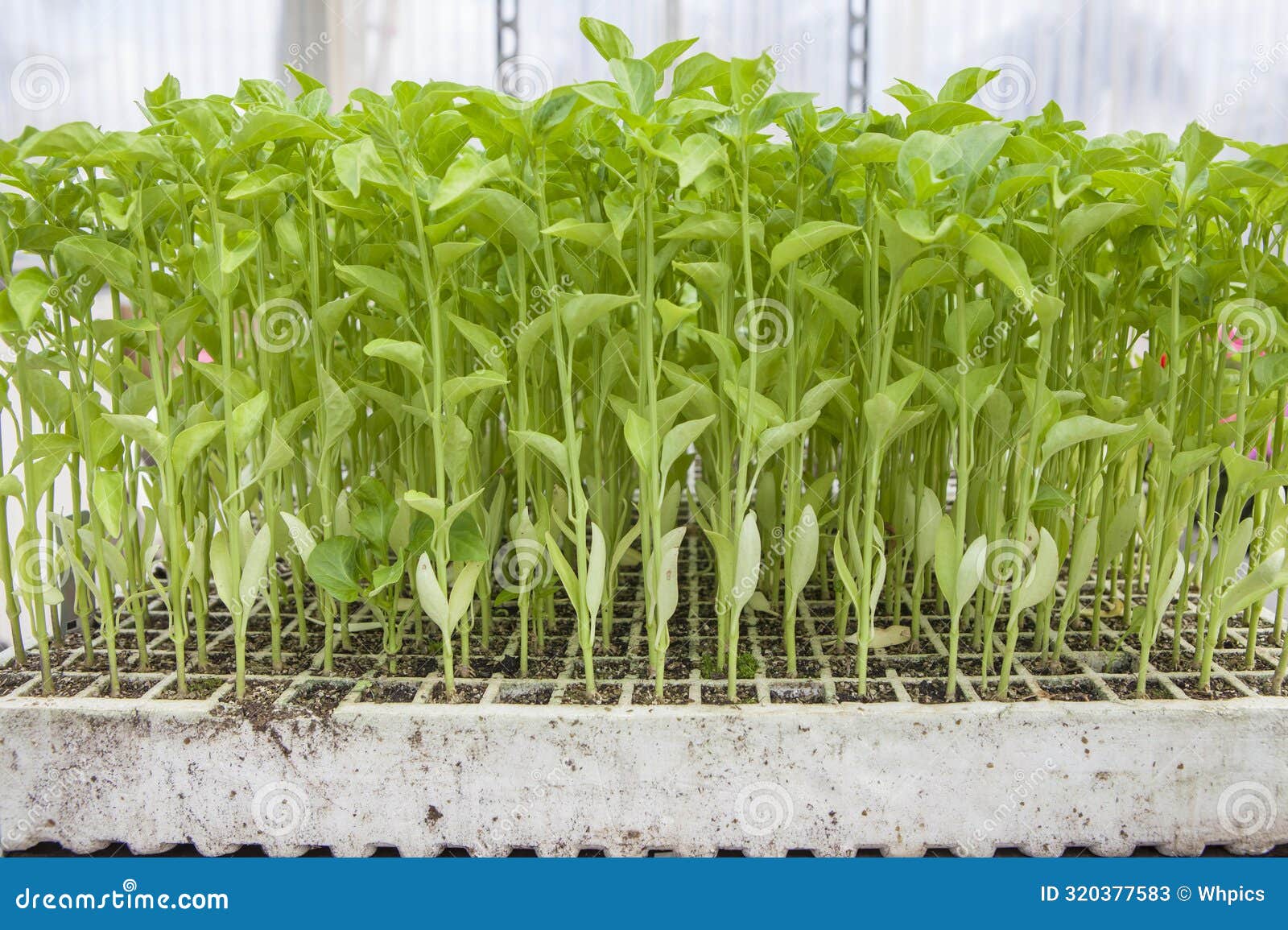Shoots of Pepper Plants at Plant Nursery Stock Image - Image of peppers ...