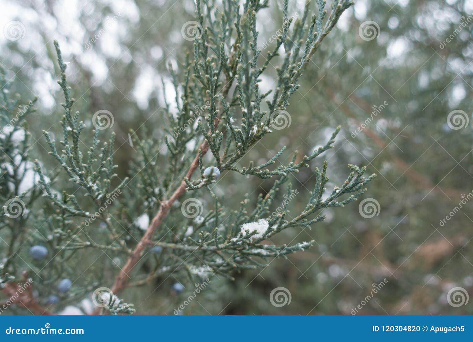 Chinese Pfitzer Juniper Is Golden Juniperus Chinensis Pfitzeriana Aurea ...