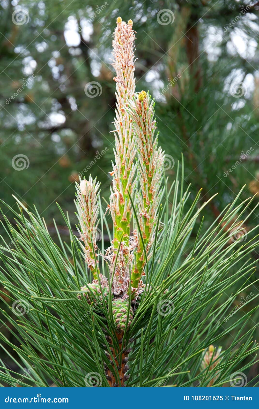Shoots of pine stock image. Image of botany, decorative - 188201625