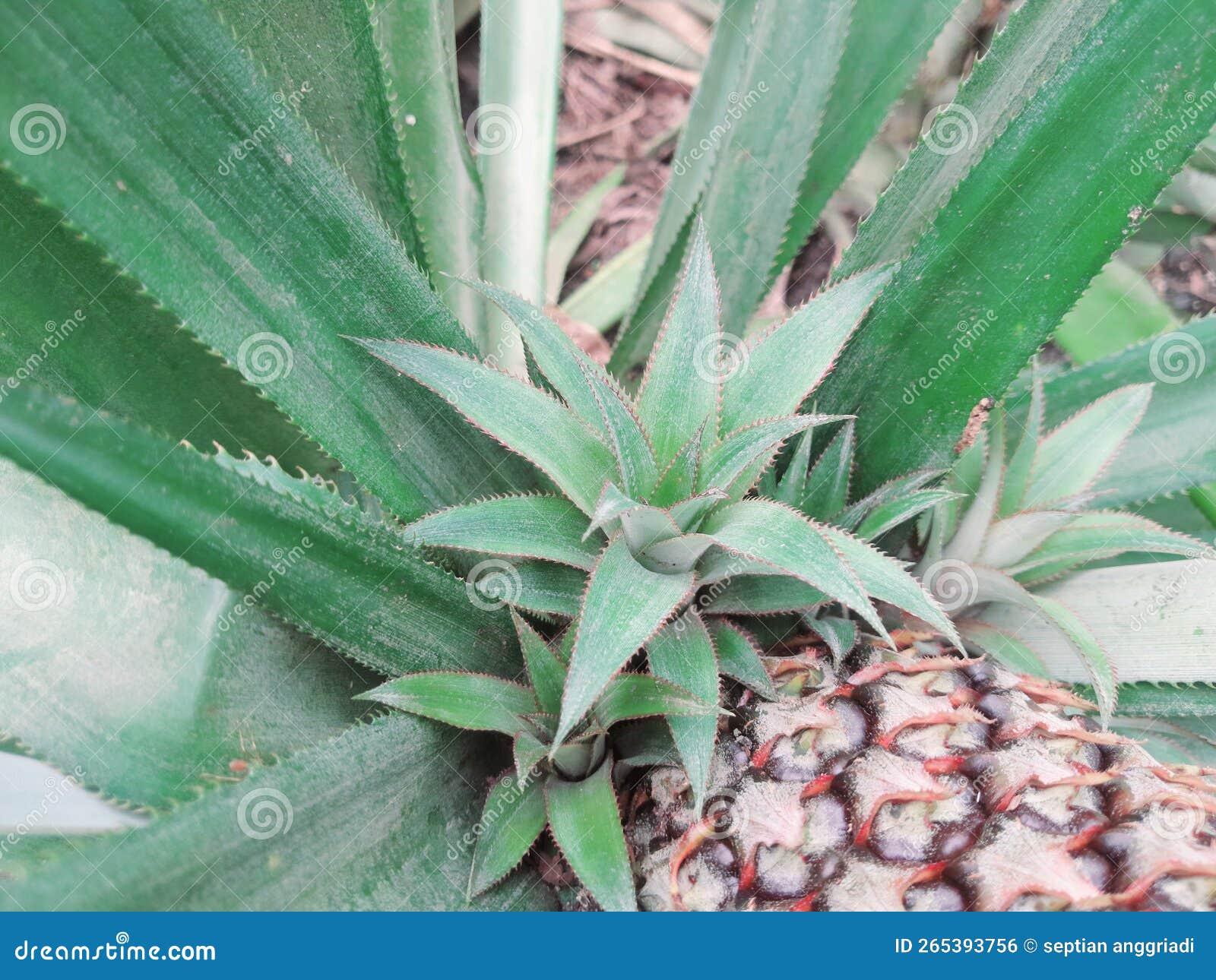 Shoots of Pineapple Fruit. with a Leaf Shape with a Unique Texture ...