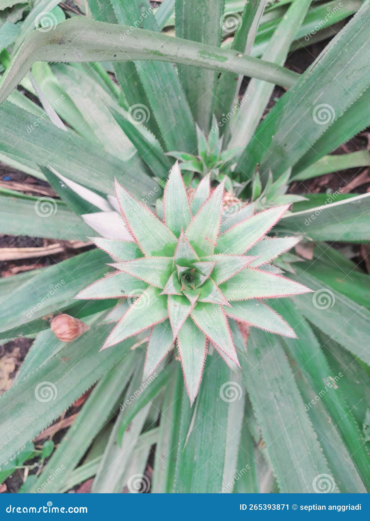 Shoots of Pineapple Fruit. with a Leaf Shape with a Unique Texture ...