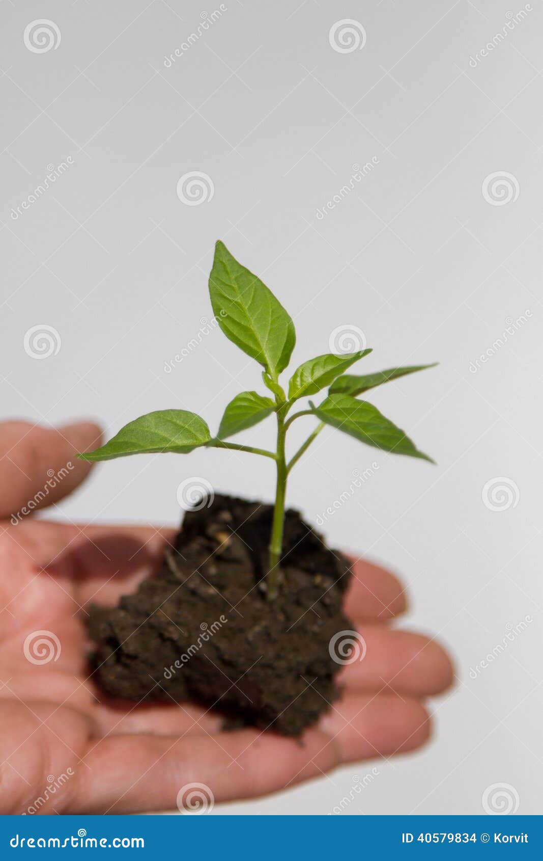 Shoots of the Plant in Hand with Land Stock Photo - Image of hair ...