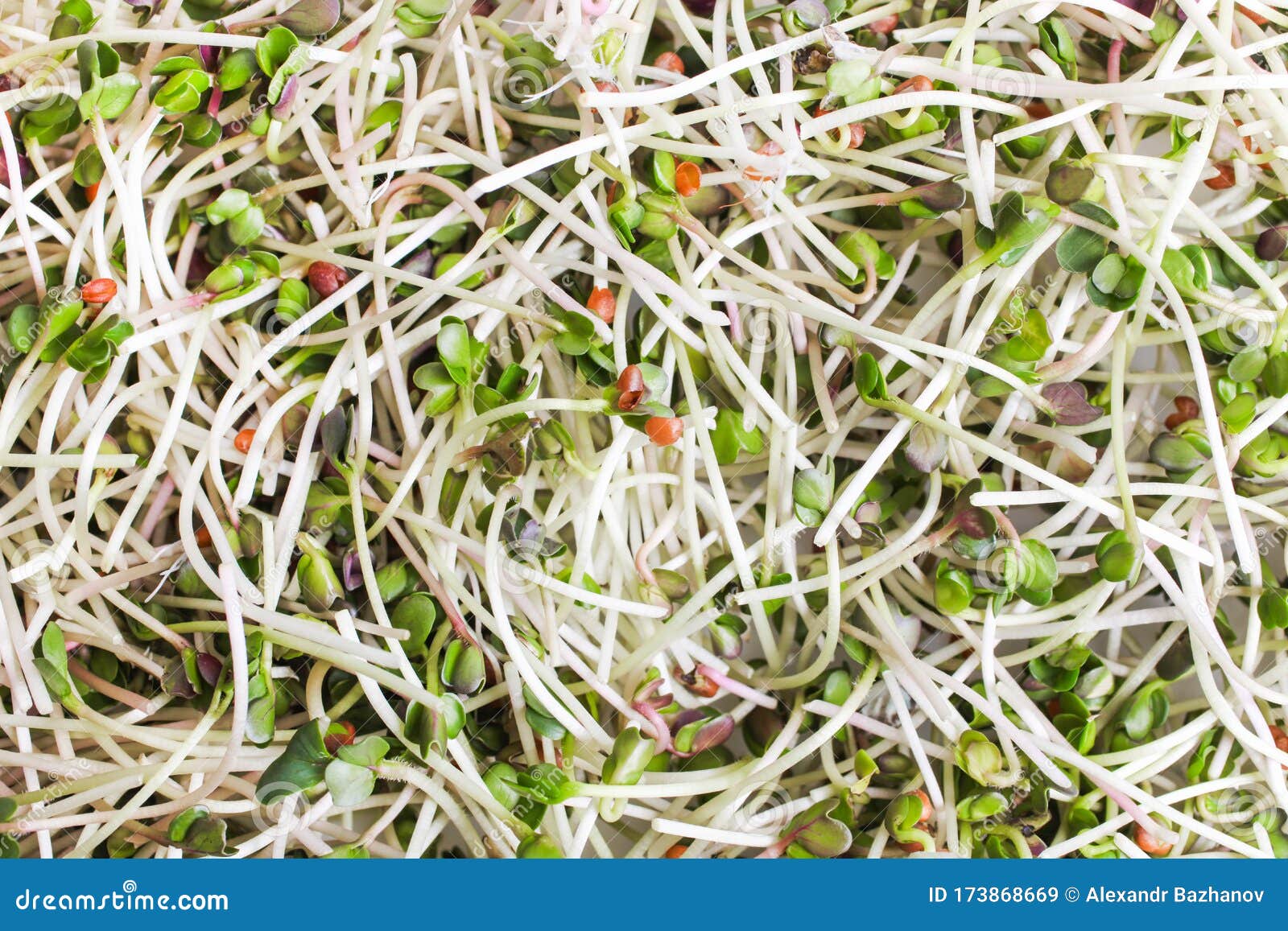 Shoots of Radish Microgreen Stock Image - Image of seedling, ingredient ...