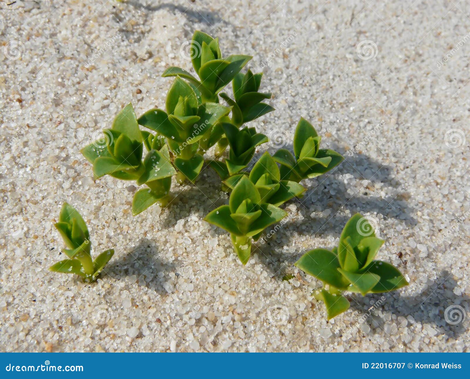 Shoots of the Sea Sandwort, Honckenya Peploides Stock Image - Image of ...