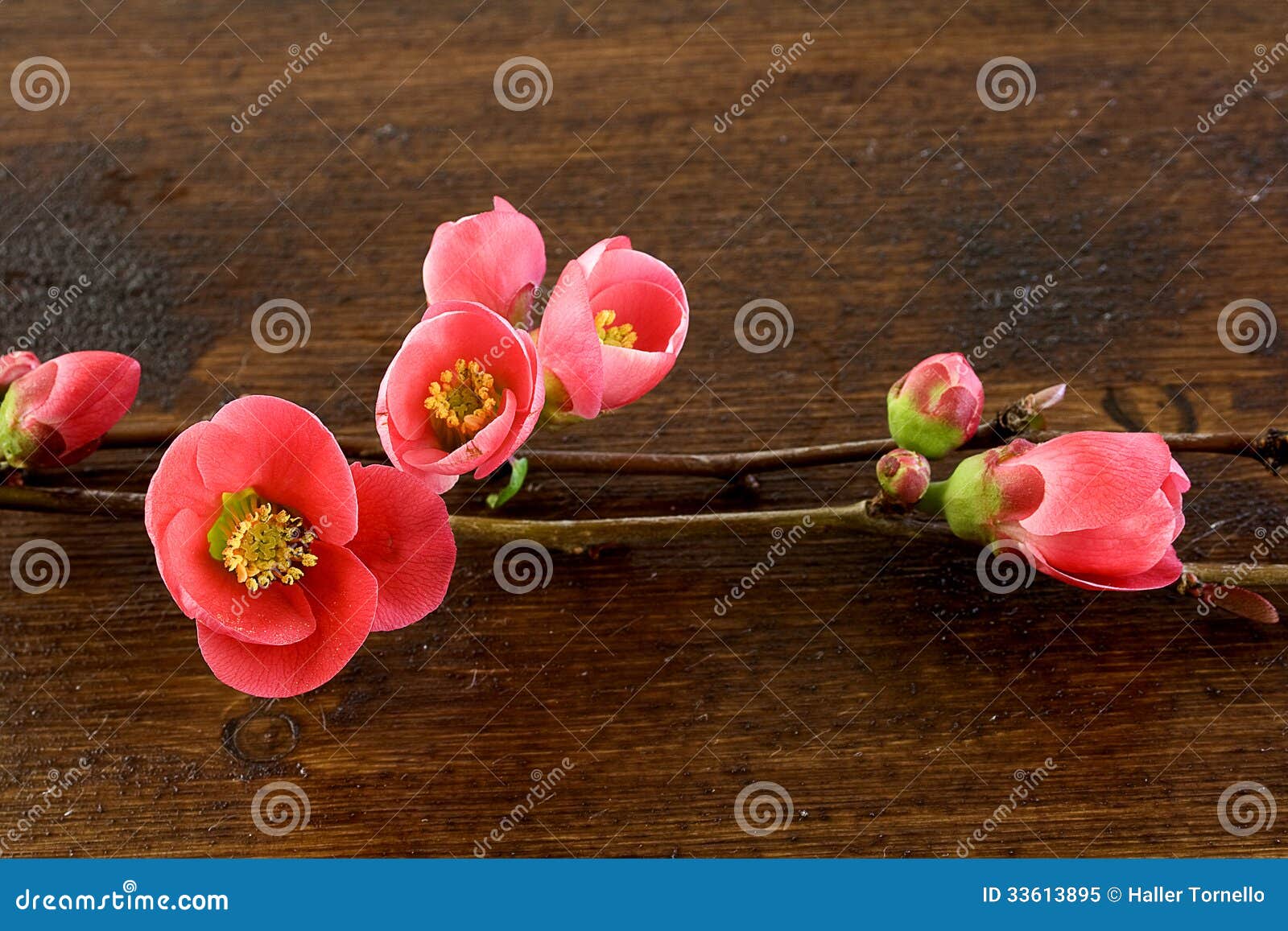 Shoots stock image. Image of spring, plants, birth, branch - 33613895