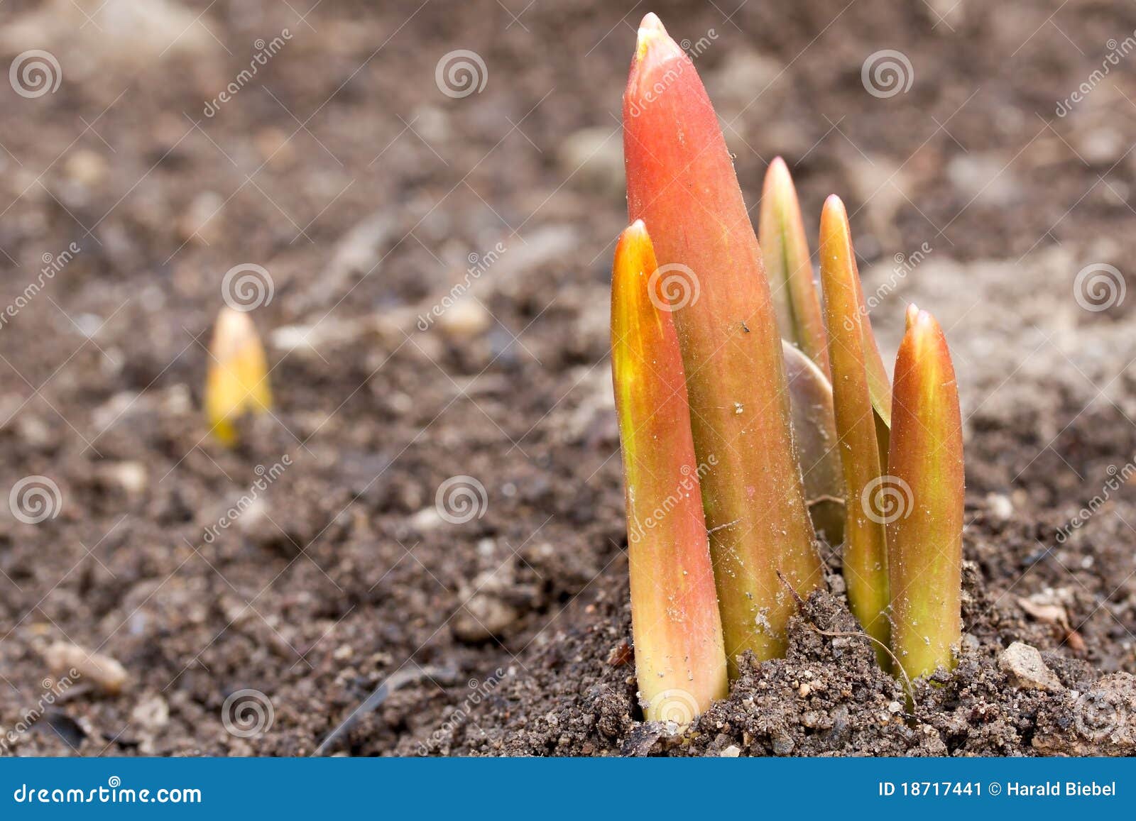 Shoots of spring flowers stock image. Image of young - 18717441