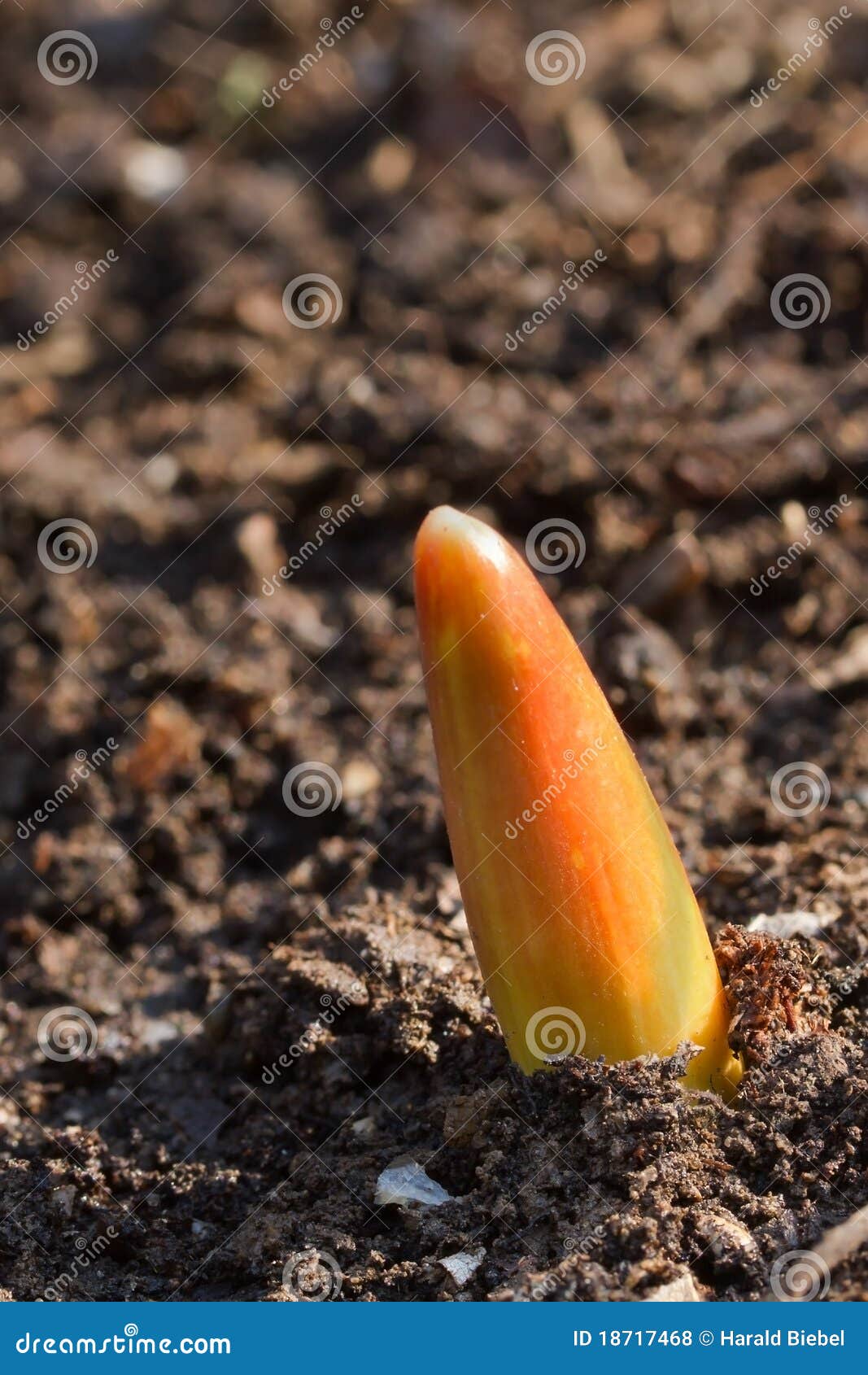 Shoots of spring flowers stock photo. Image of daffodil - 18717468