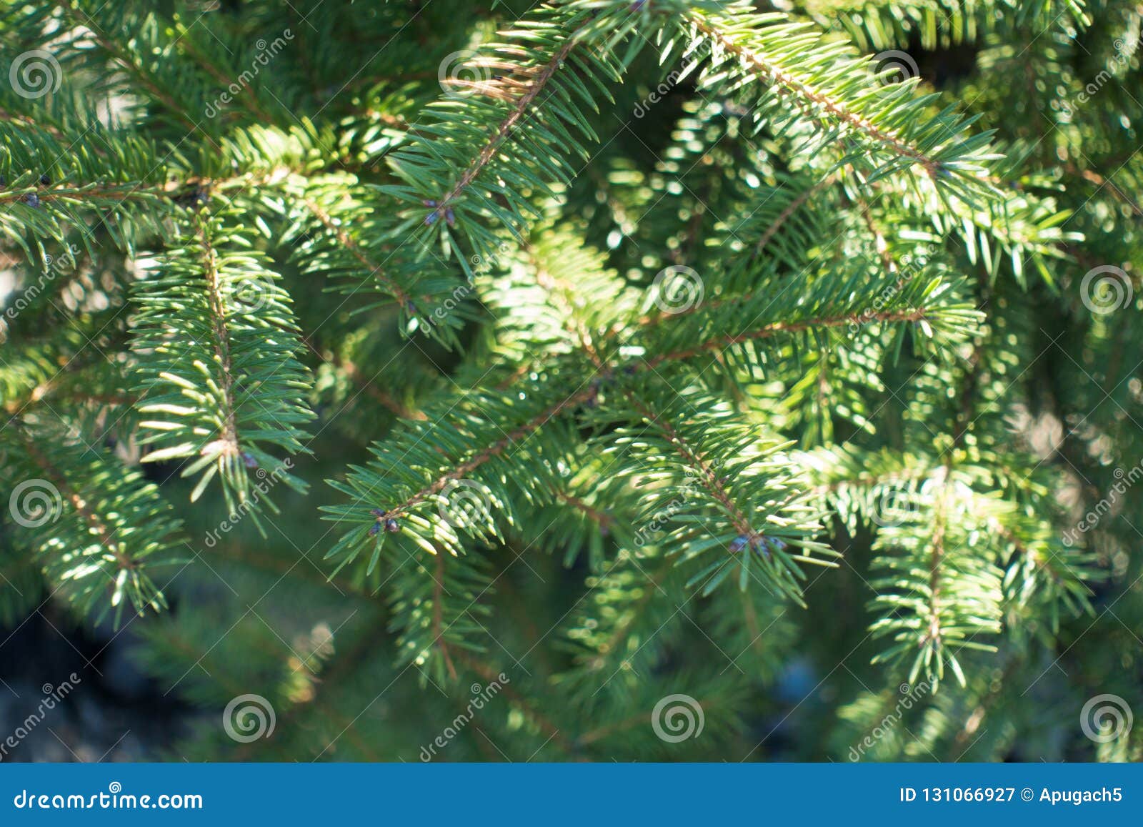 Shoots of Spruce with Green Leaves Stock Image - Image of branch ...