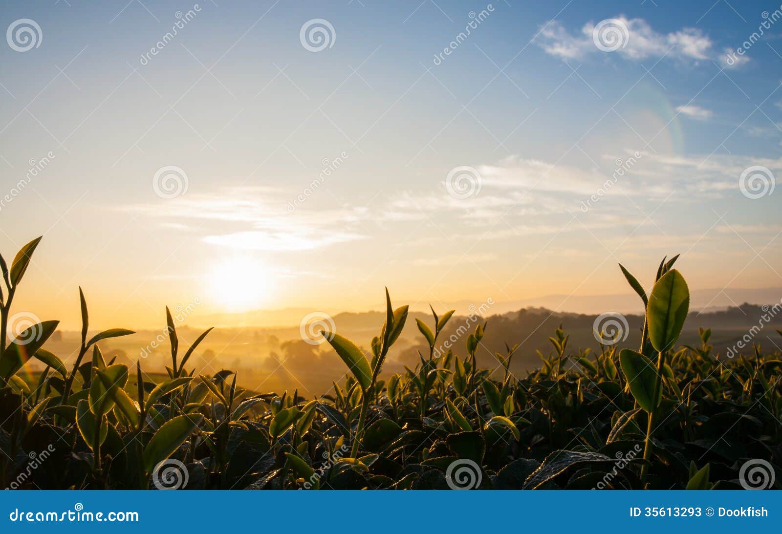 Shoots Tea in Morning Sunrise Stock Image - Image of grow, freshness ...