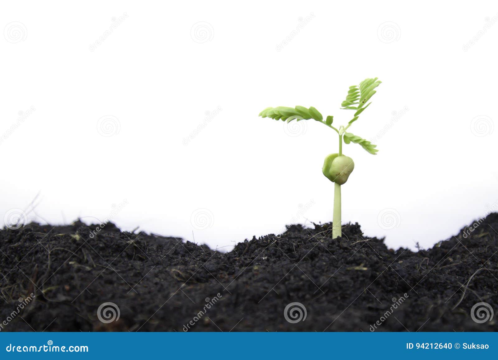 Shoots Tree Sprout in the Soil Stock Photo - Image of copy, leaf: 94212640