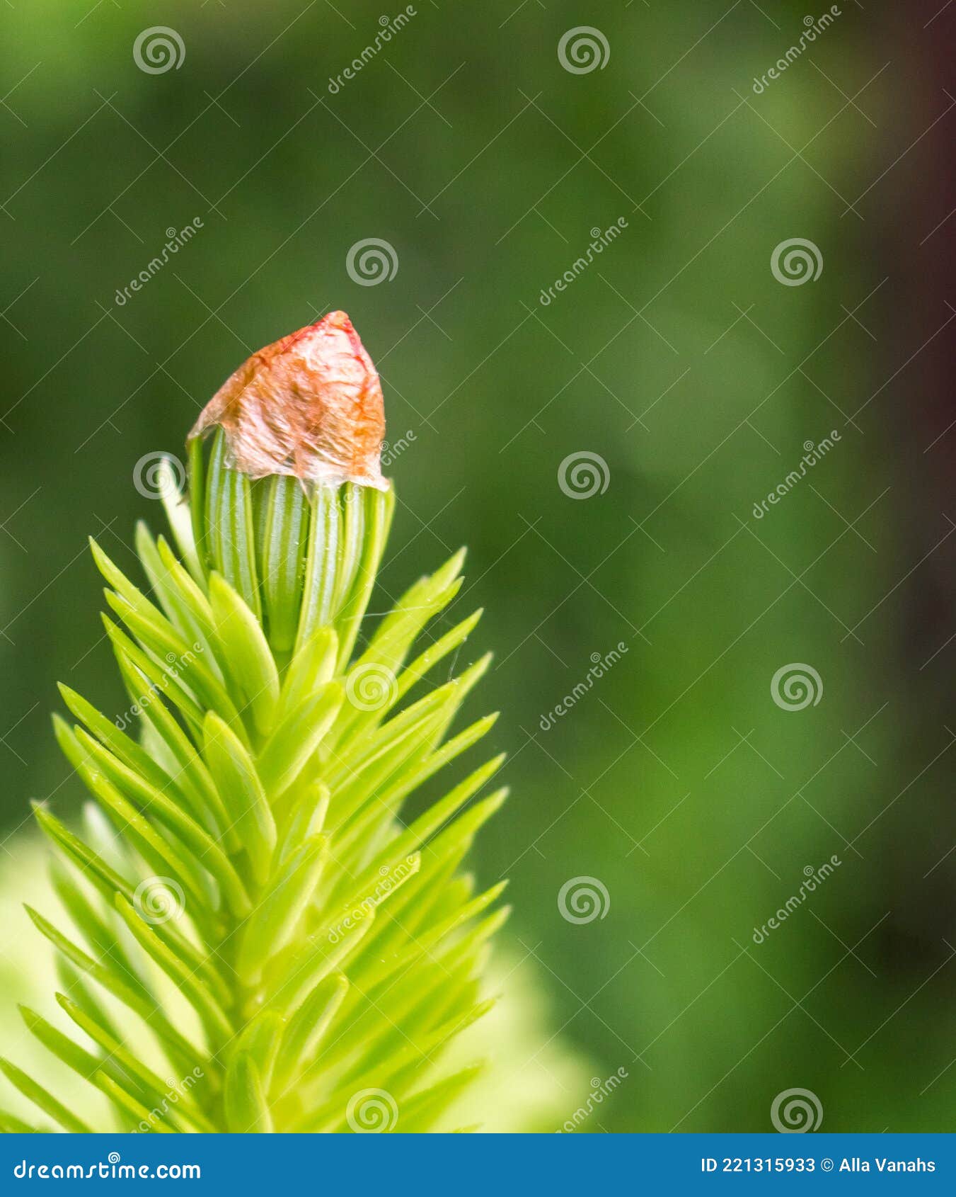 Shoots of the tree stock image. Image of grow, green - 221315933