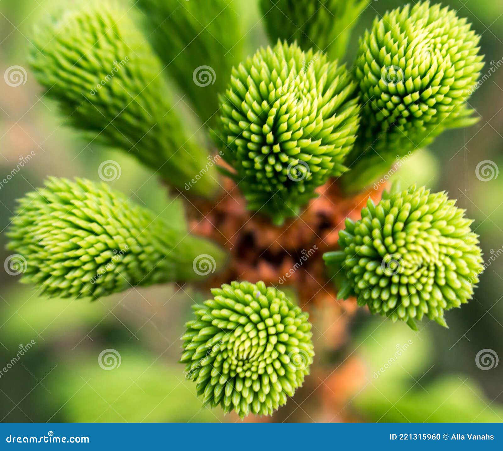 Shoots of the tree stock photo. Image of evergreen, tree - 221315960