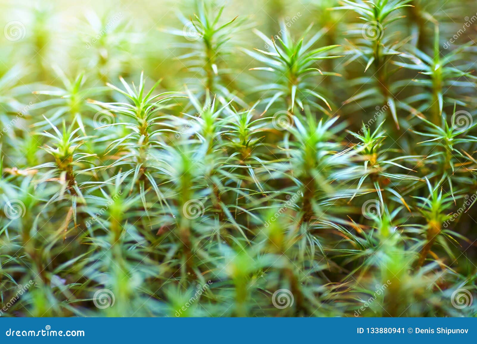Shoots Young, Bright Grass, Plants. Nature Background Stock Image ...