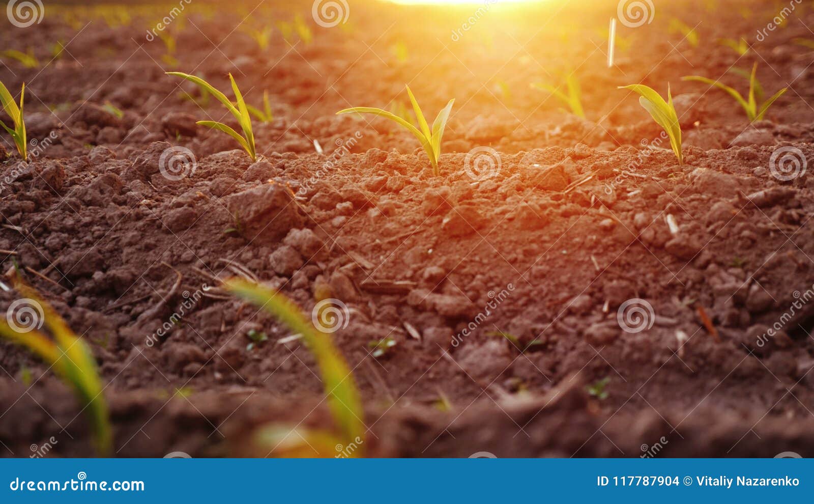 Shoots of Young Corn in the Rays of the Setting Sun. Beautiful Young ...