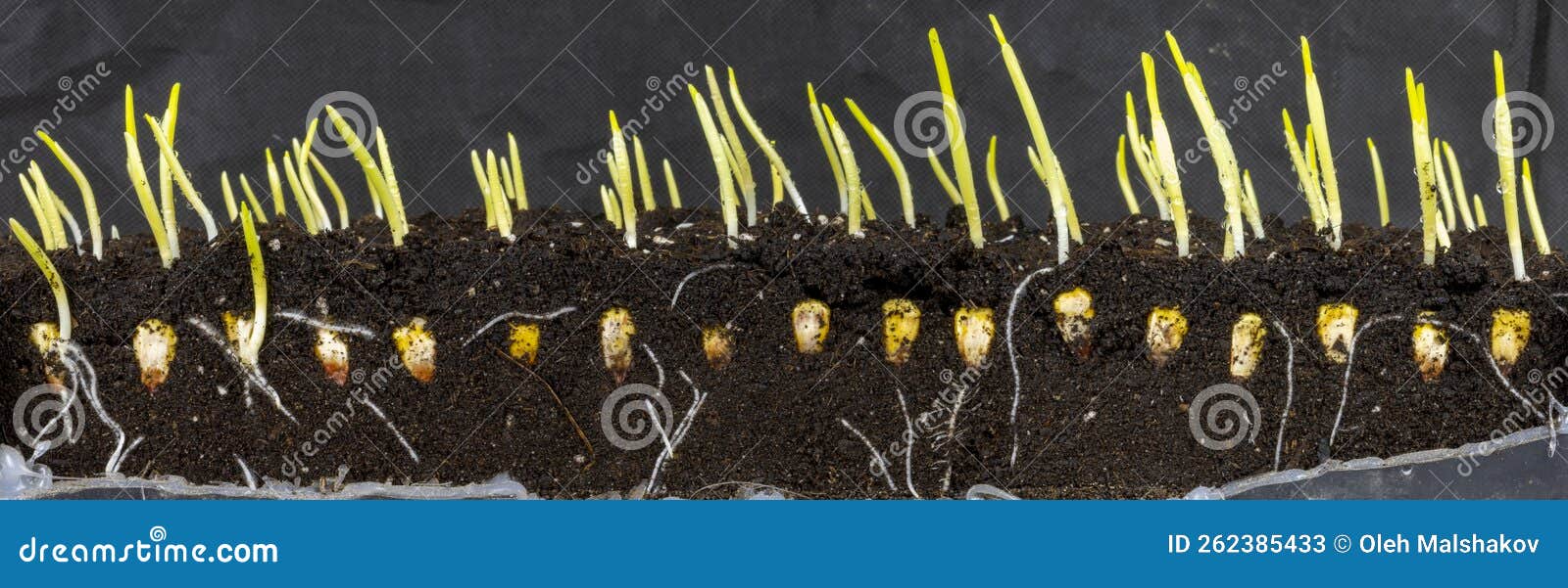 Shoots with Young Corn Roots Stock Image - Image of fresh, green: 262385433