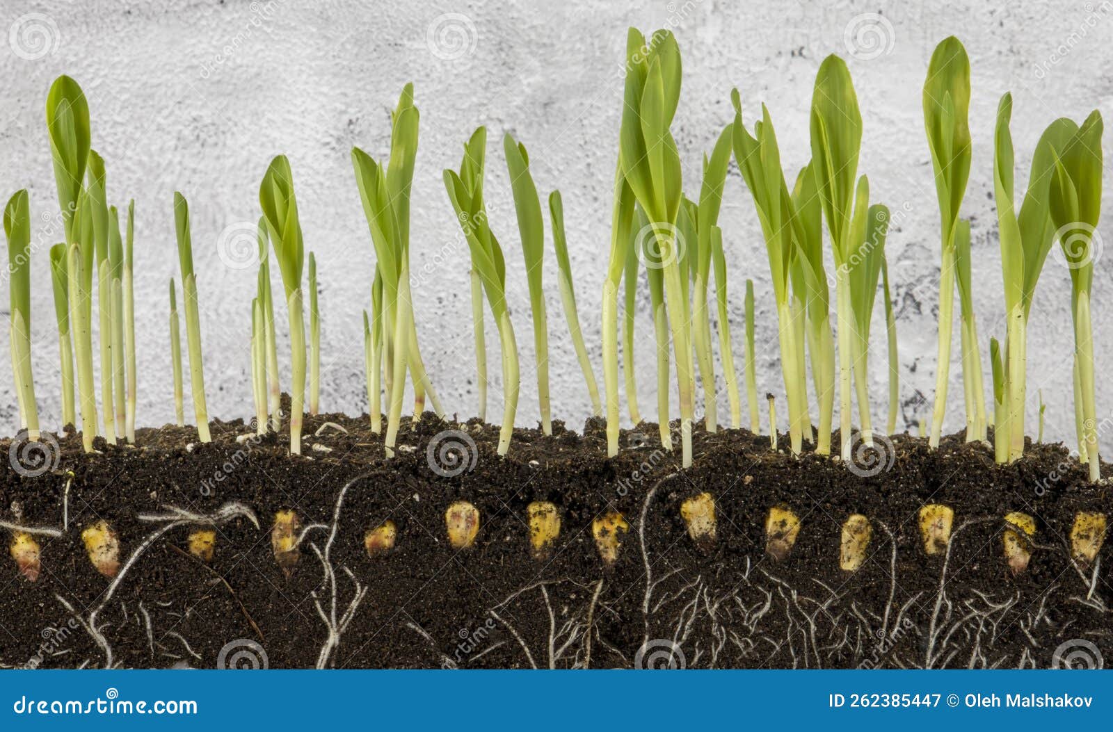Shoots with Young Corn Roots Stock Image - Image of abstract, botany ...