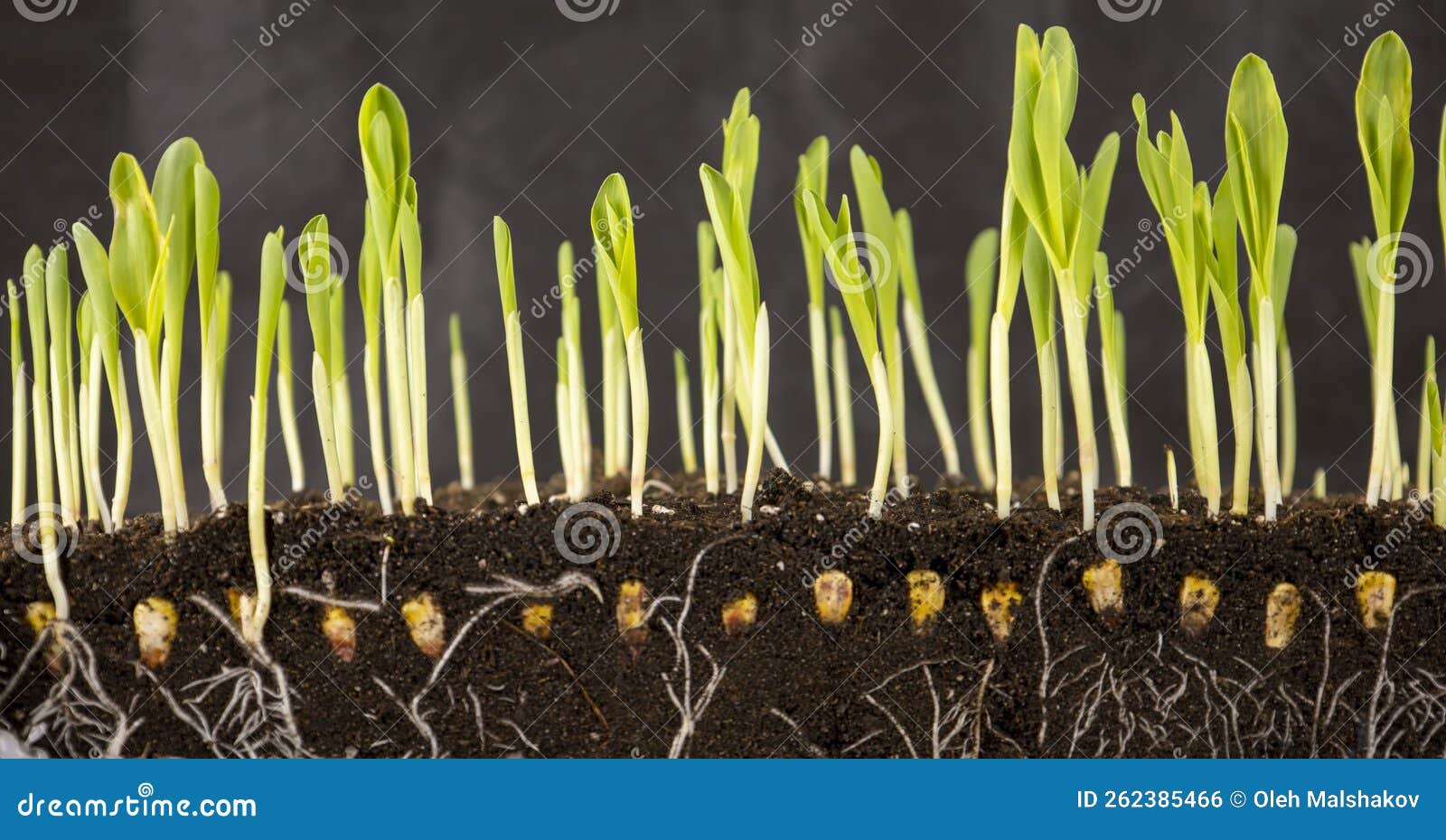 Shoots with Young Corn Roots Stock Photo - Image of corn, grain: 262385466