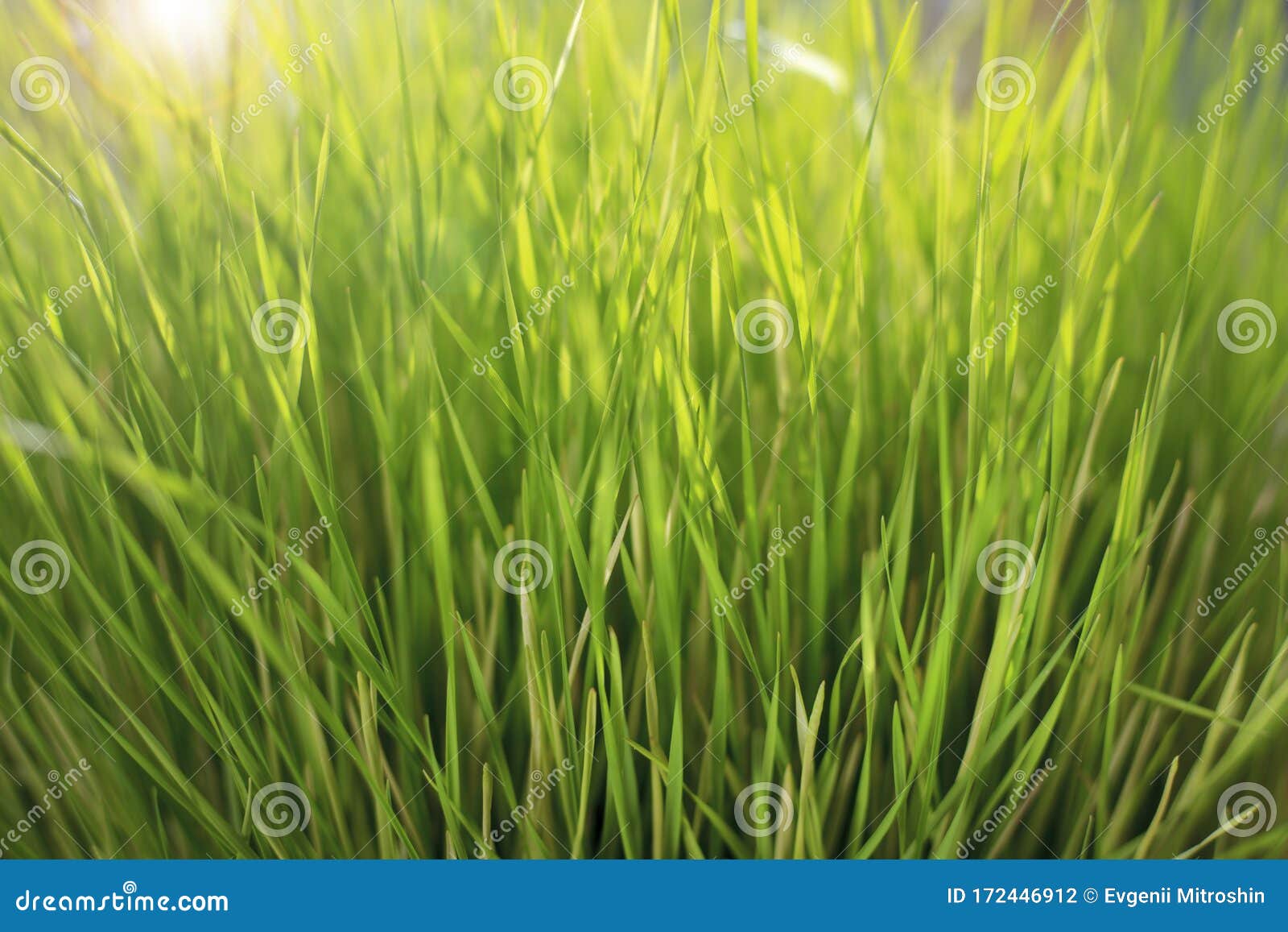 Shoots of a Young Green Grass Stock Photo - Image of nutrition ...