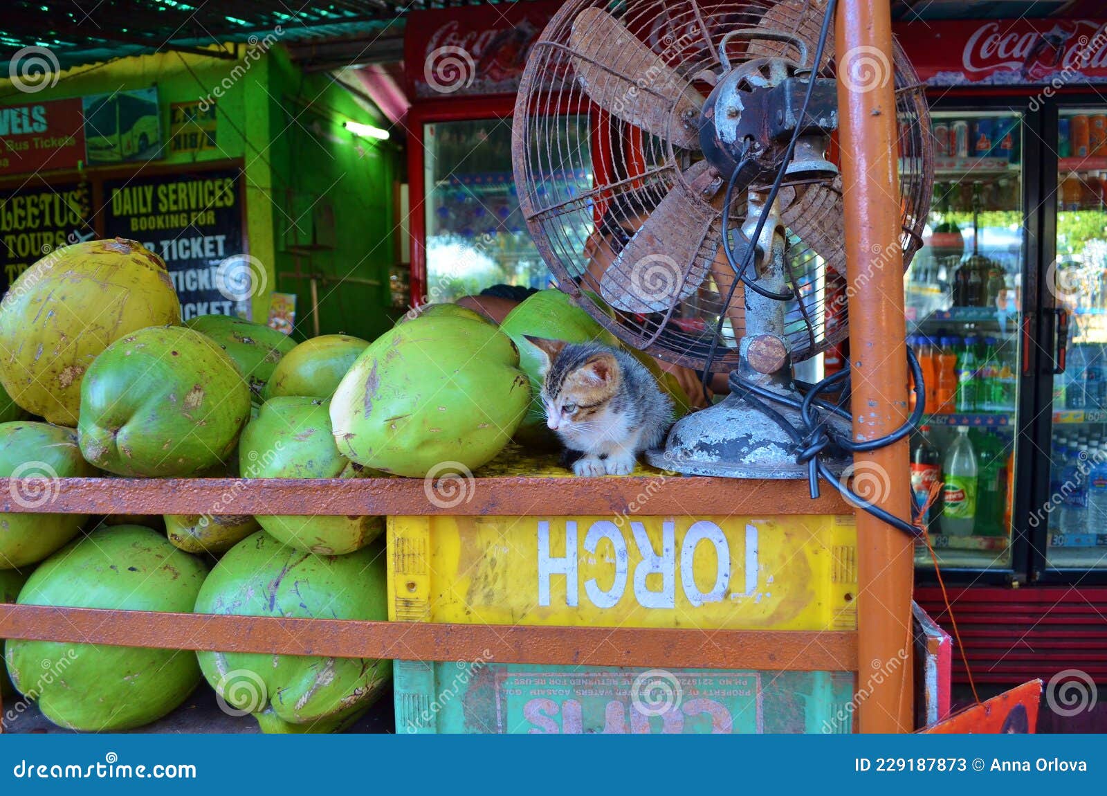 Shop with Coconuts in Panaji in Goa, India Stock Image - Image of green ...