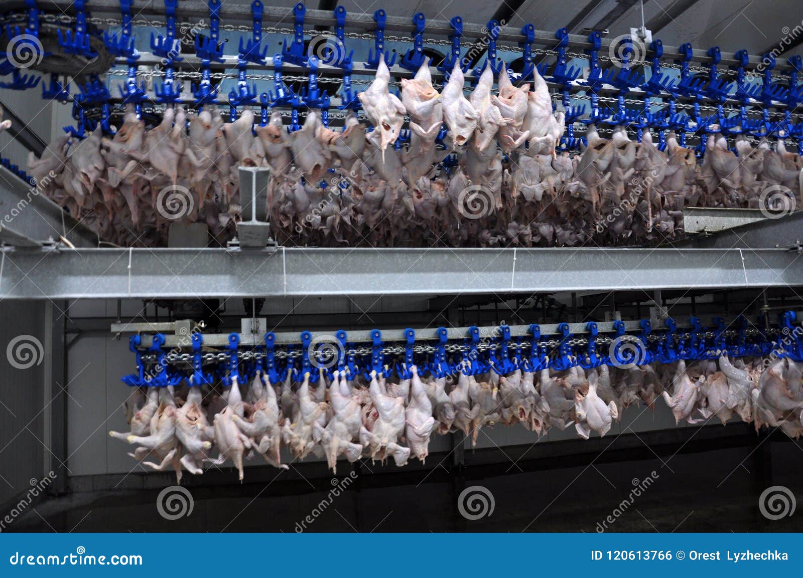 Carcasses Raw Meat Beef Hooked On Hoist In Corridor Of Slaughterhouse ...