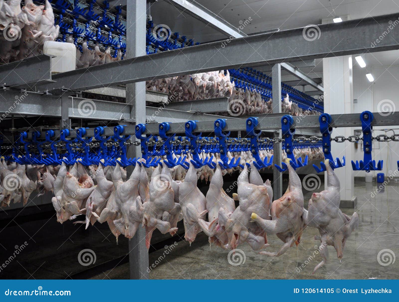 In the Shop for the Processing of Poultry Carcasses Stock Image - Image ...