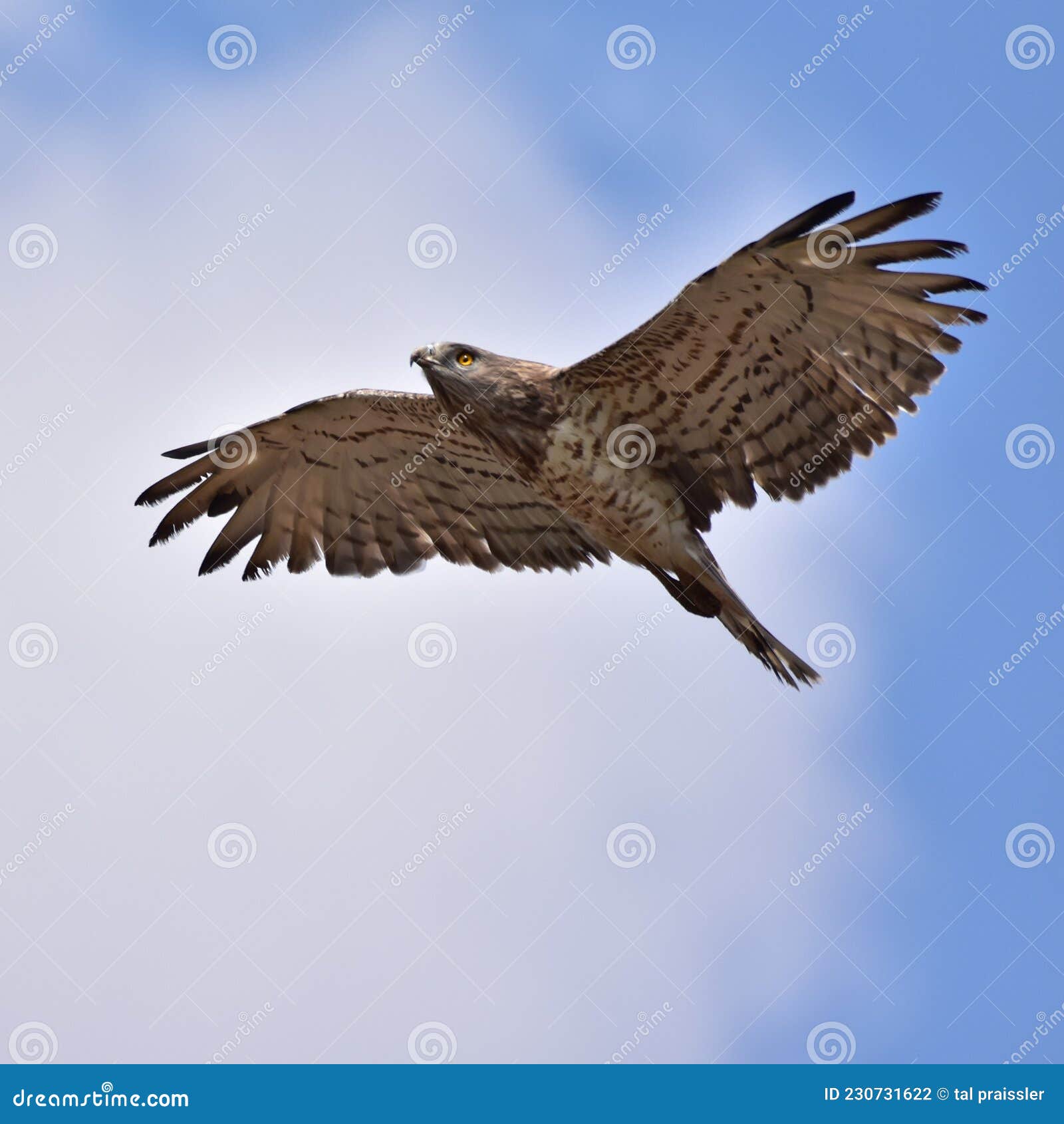 Short toad snake eagle stock photo. Image of hawk, buzzard - 230731622