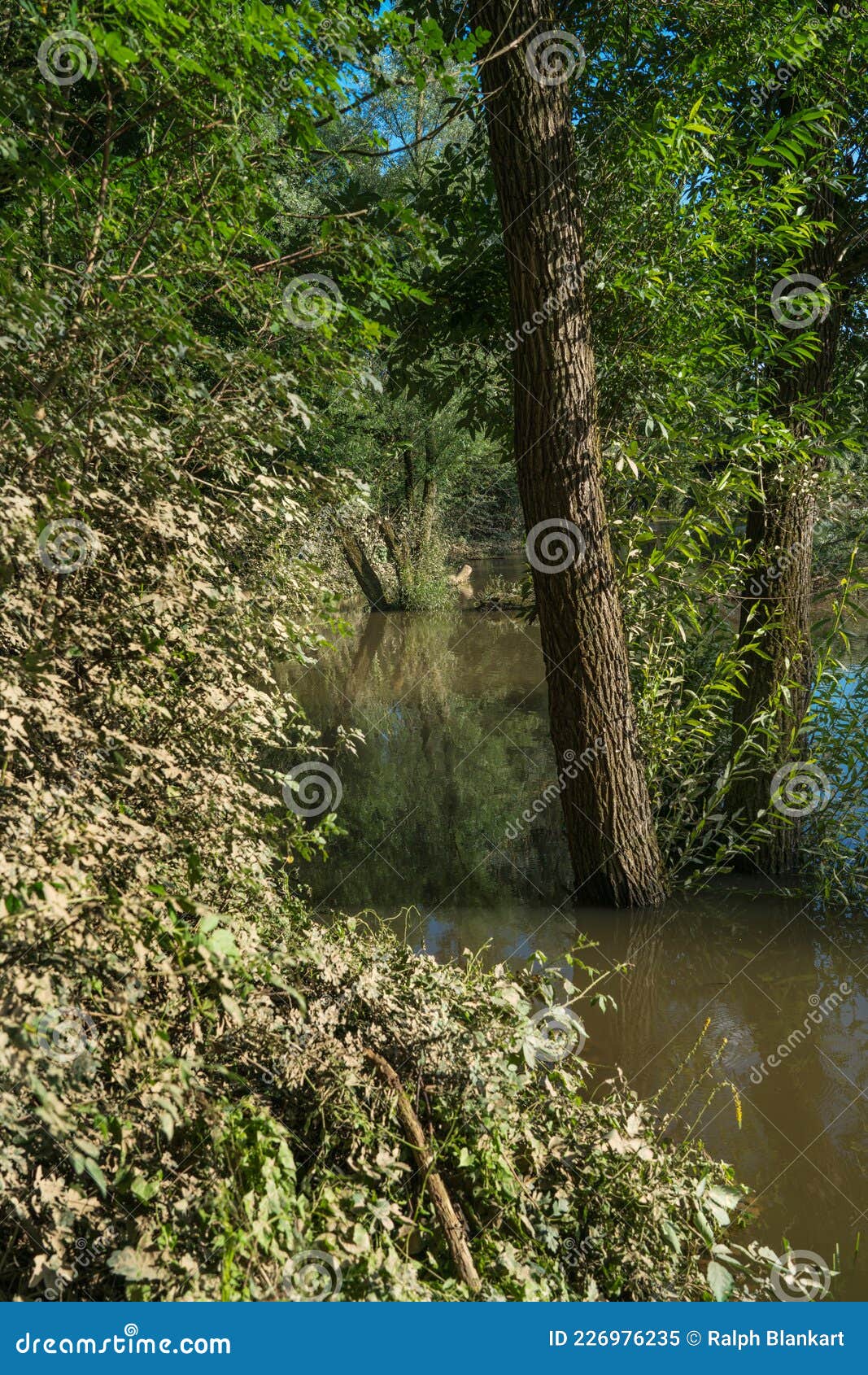 The Shore Area of a Lake in the Forest Stock Image - Image of shore ...