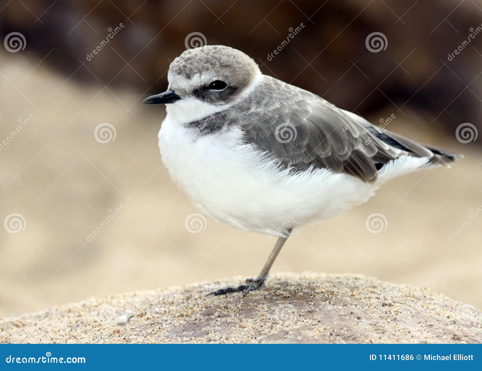 Shore Bird stock photo. Image of flight, common, ornithology - 11411686