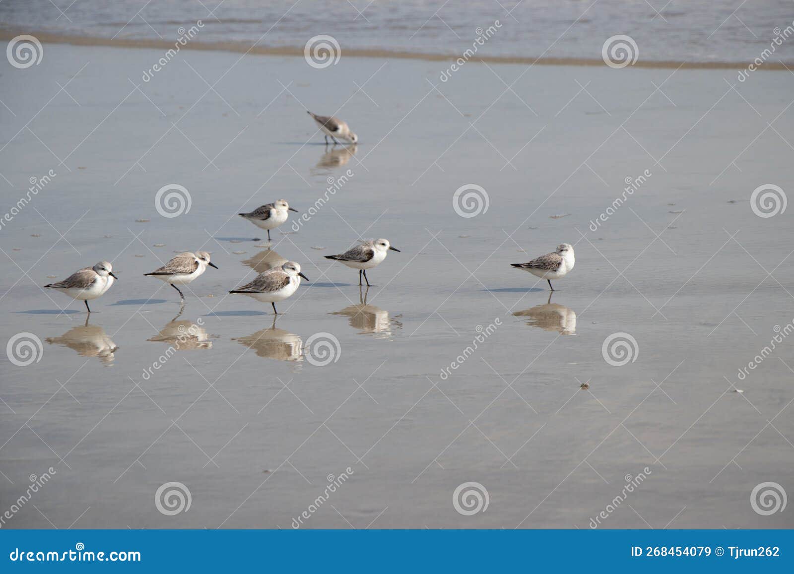 Shore birds on the beach stock image. Image of shore - 268454079