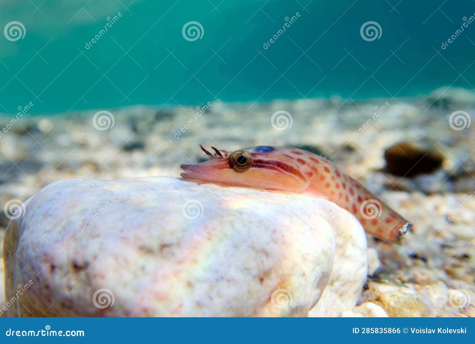 The Shore Clingfish - (Lepadogaster Lepadogaster), Underwater Image ...
