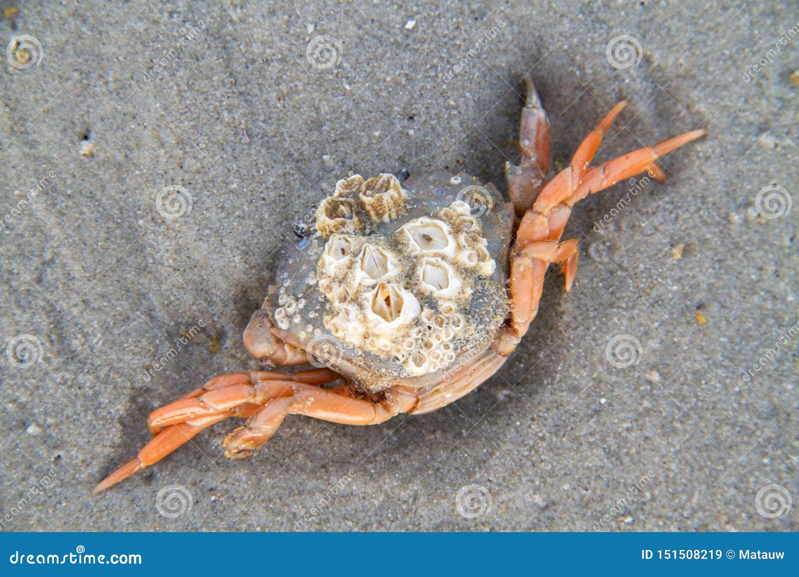 Shore crab with Barnacles stock image. Image of littoral - 151508219