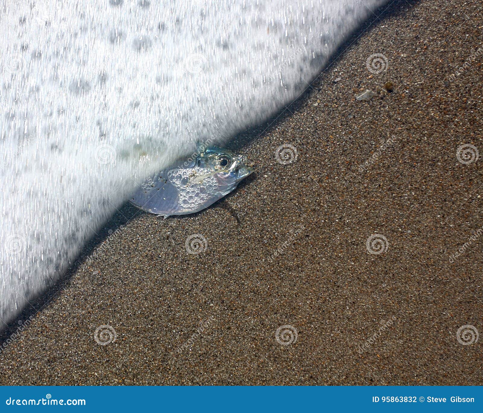 Shore Fish stock photo. Image of fish, islands, seashore - 95863832