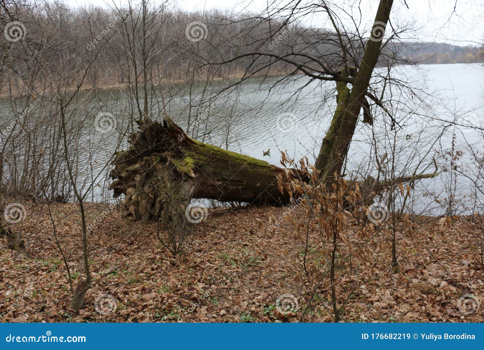 The Shore of the Forest Lake is Empty and Deserted in Early Spring ...