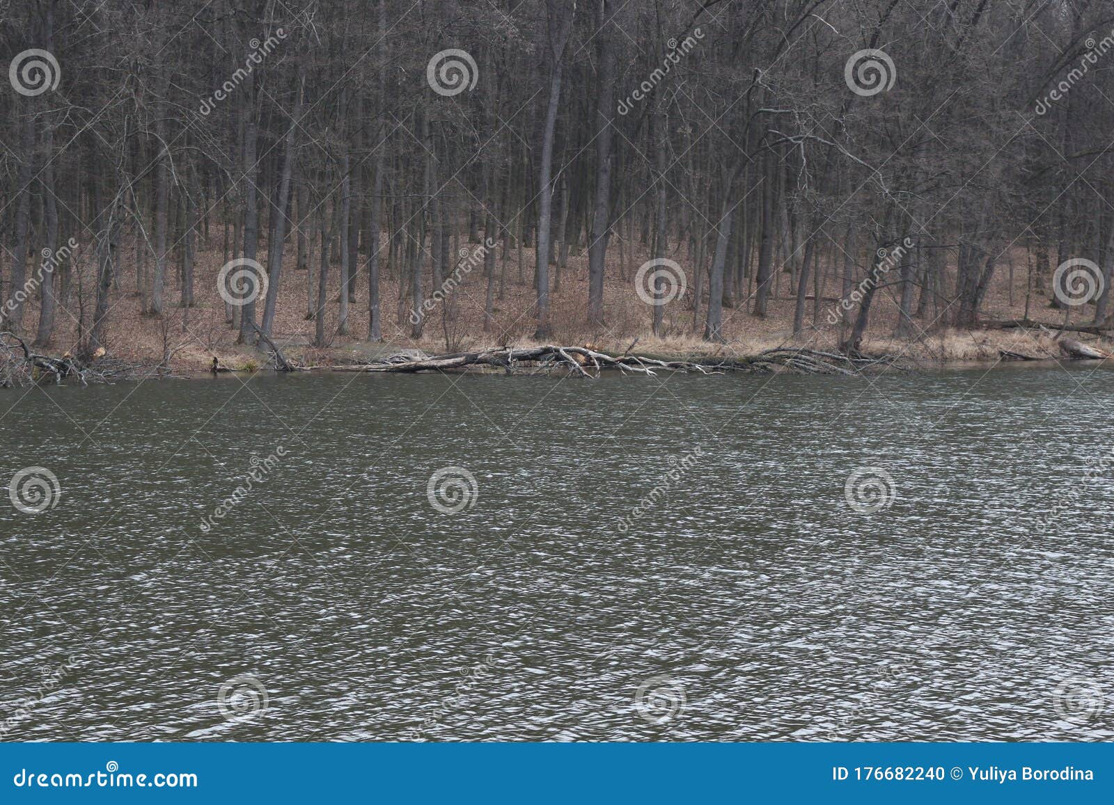 The Shore of the Forest Lake is Empty and Deserted in Early Spring ...