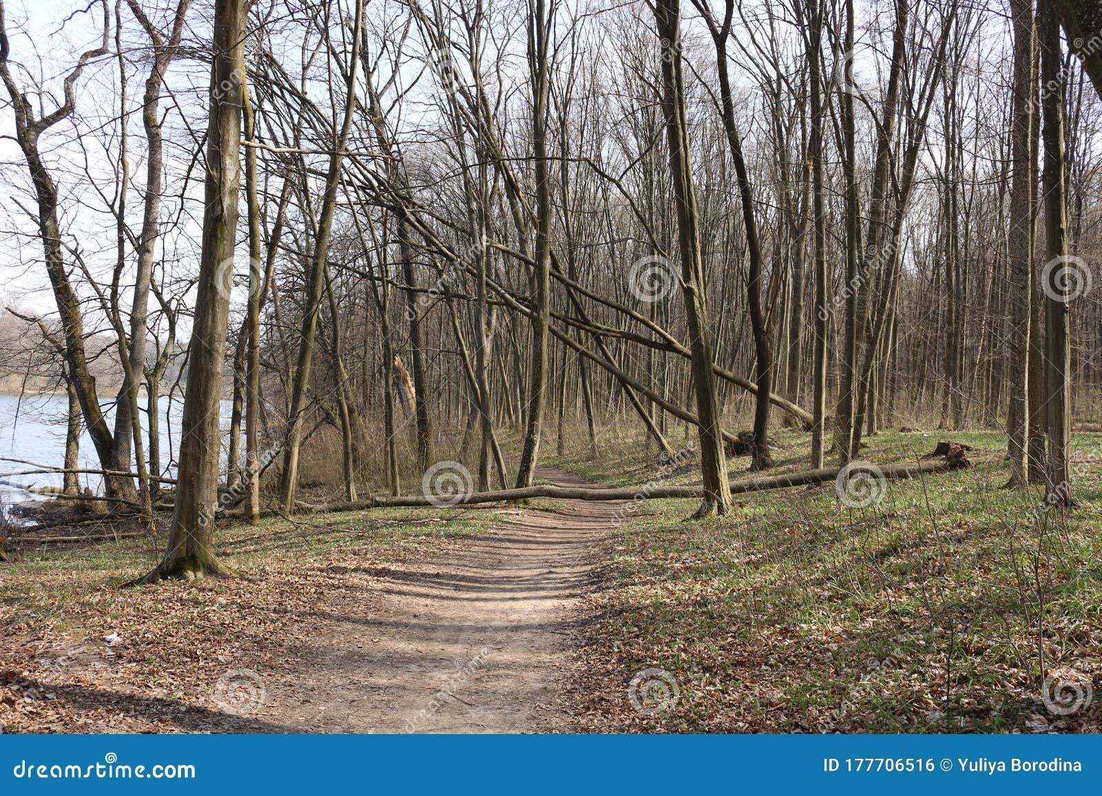The Shore of the Forest Lake is Empty and Deserted in Early Spring ...