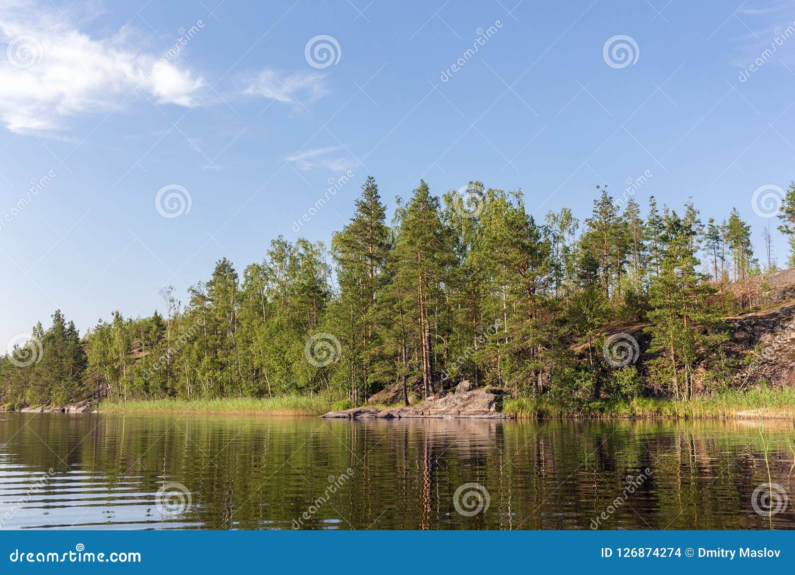 Shore of a forest lake stock photo. Image of blue, summer - 126874274