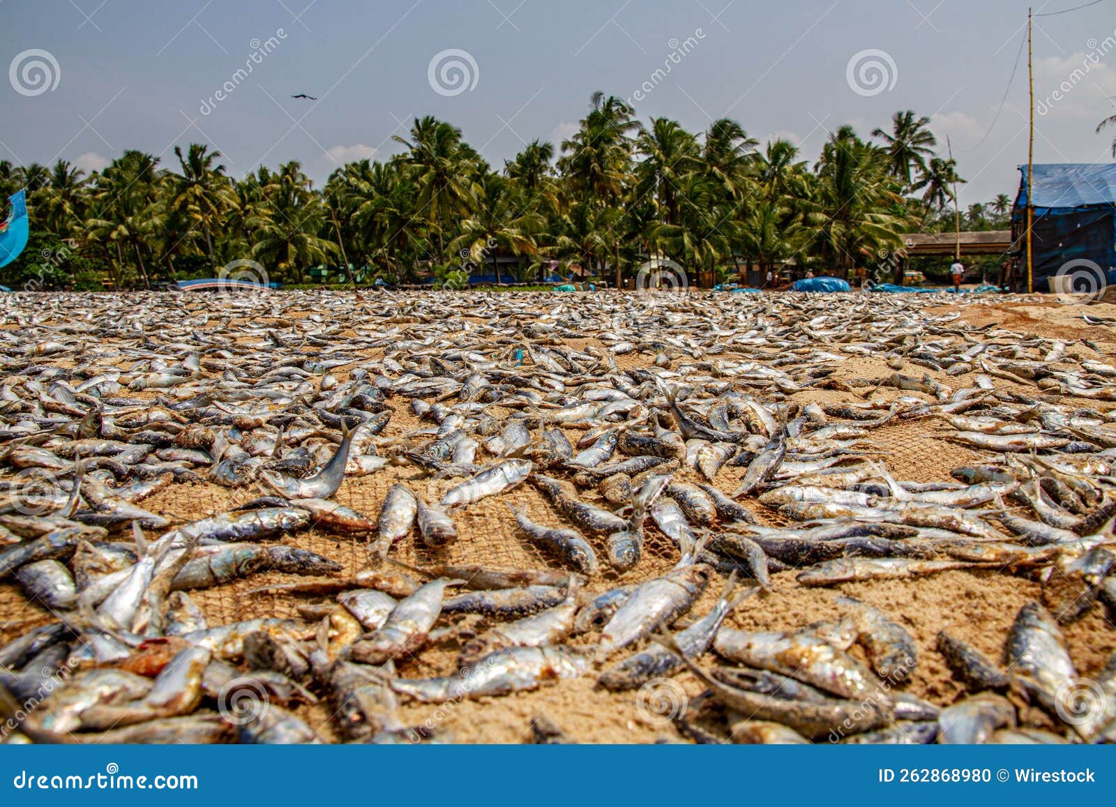 Shore Full of Caught Fish with Trees in the Background Stock Photo ...
