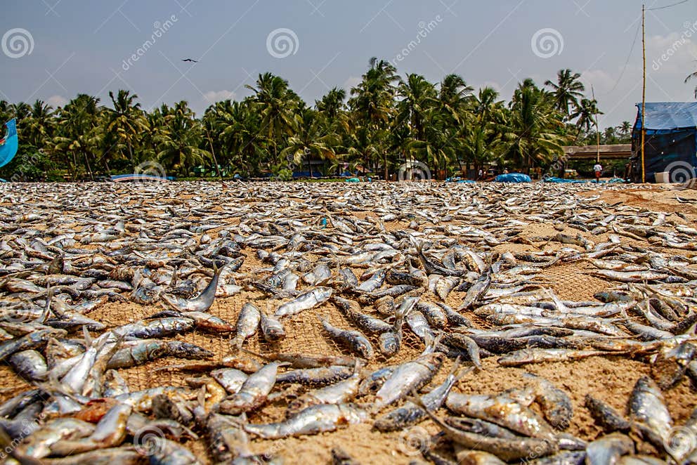 Shore Full of Caught Fish with Trees in the Background Stock Photo ...