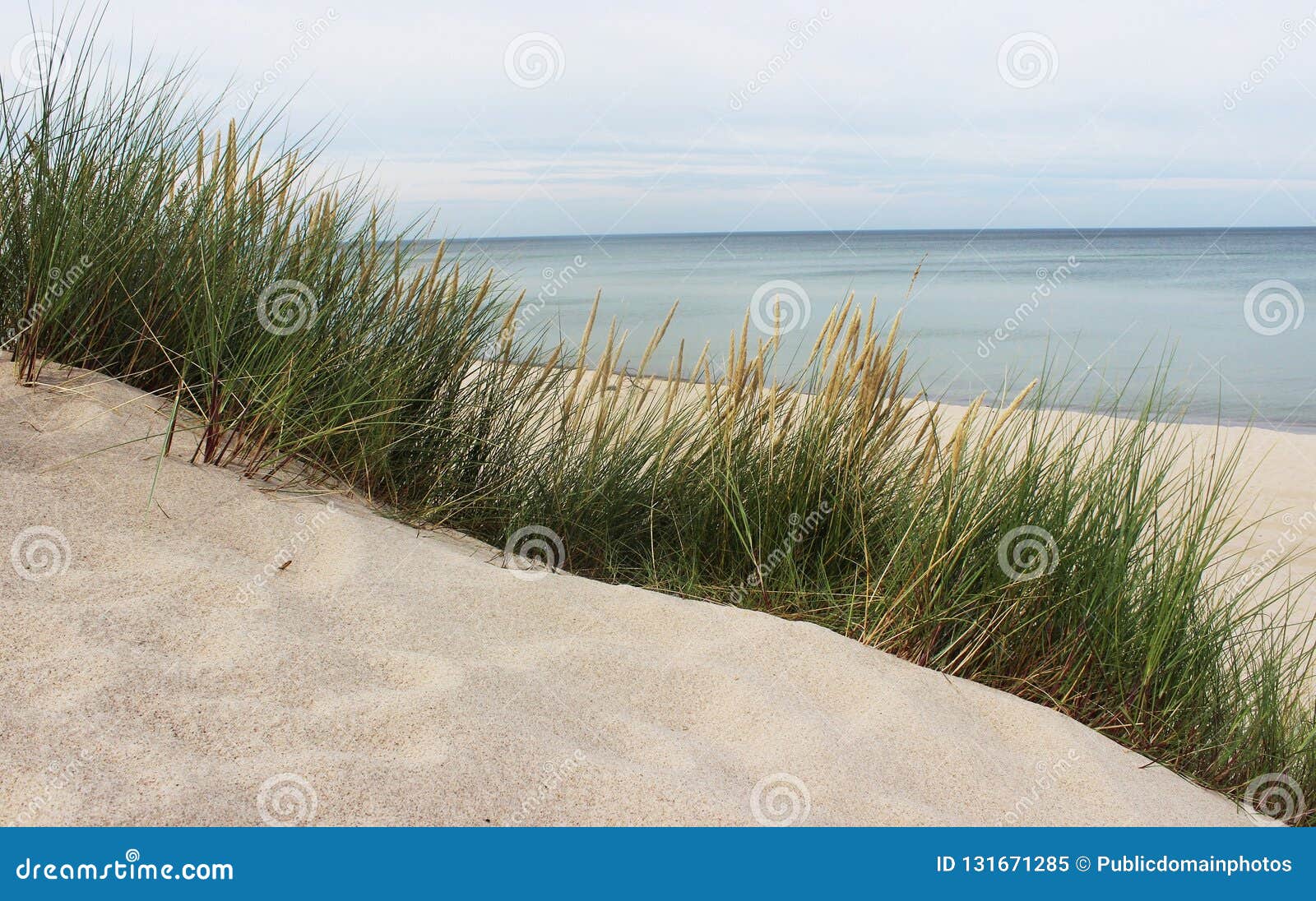 Shore, Grass, Grass Family, Coast Picture. Image: 131671285