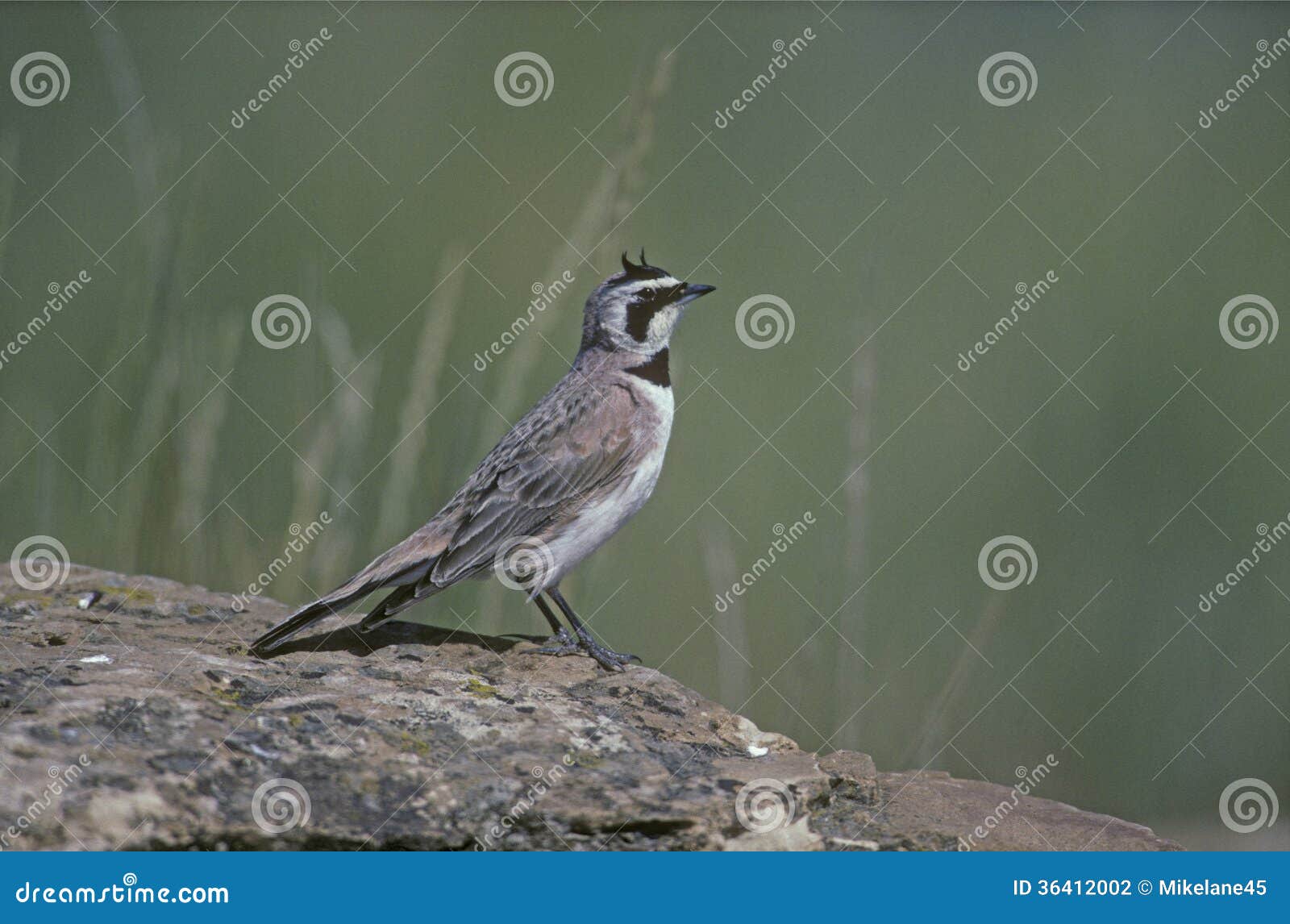 Shore or Horned Lark, Eremophila Alpestris Stock Photo - Image of ...