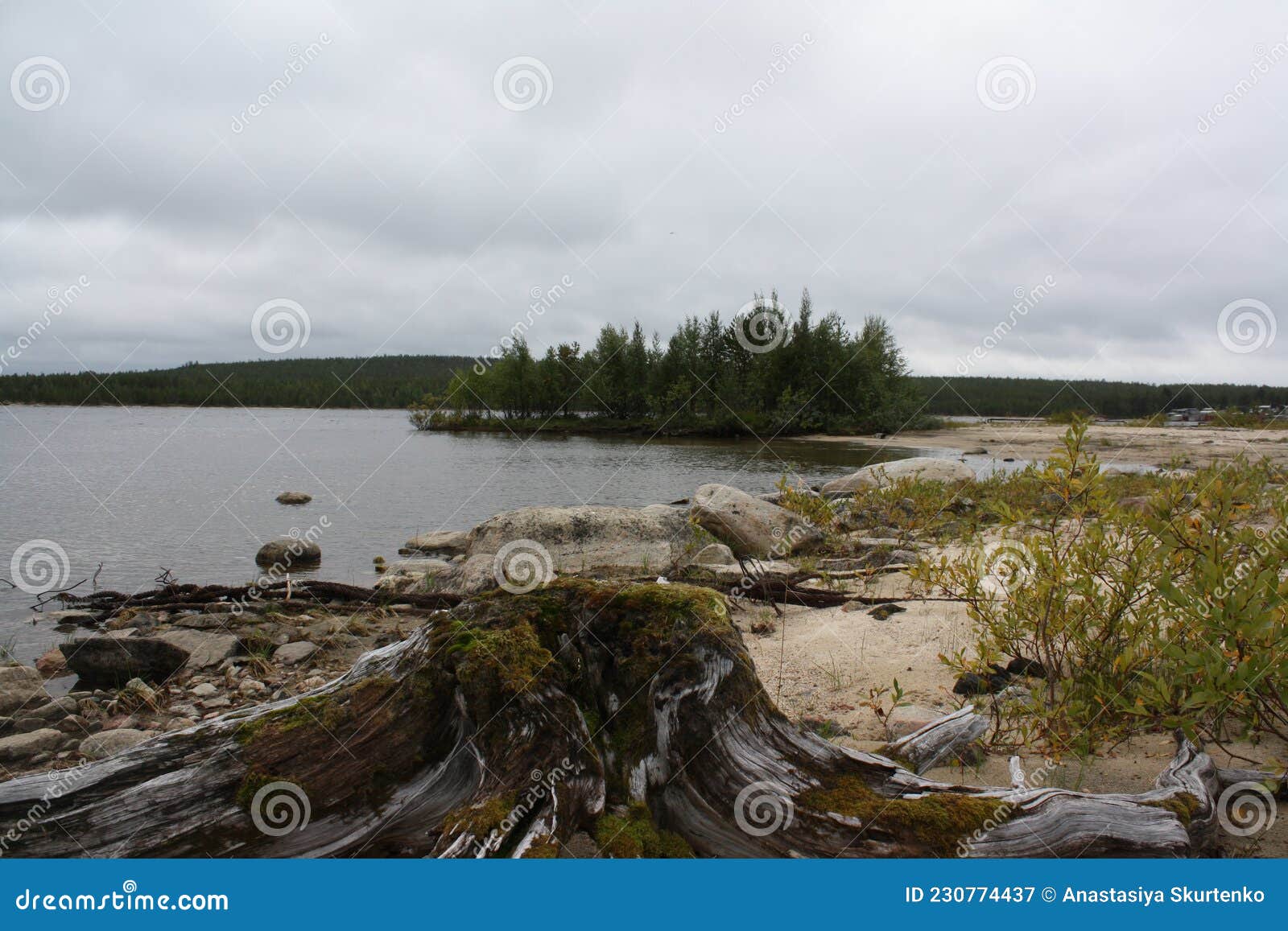 A Shore of the Huge Imandra Lake Stock Image - Image of pine ...