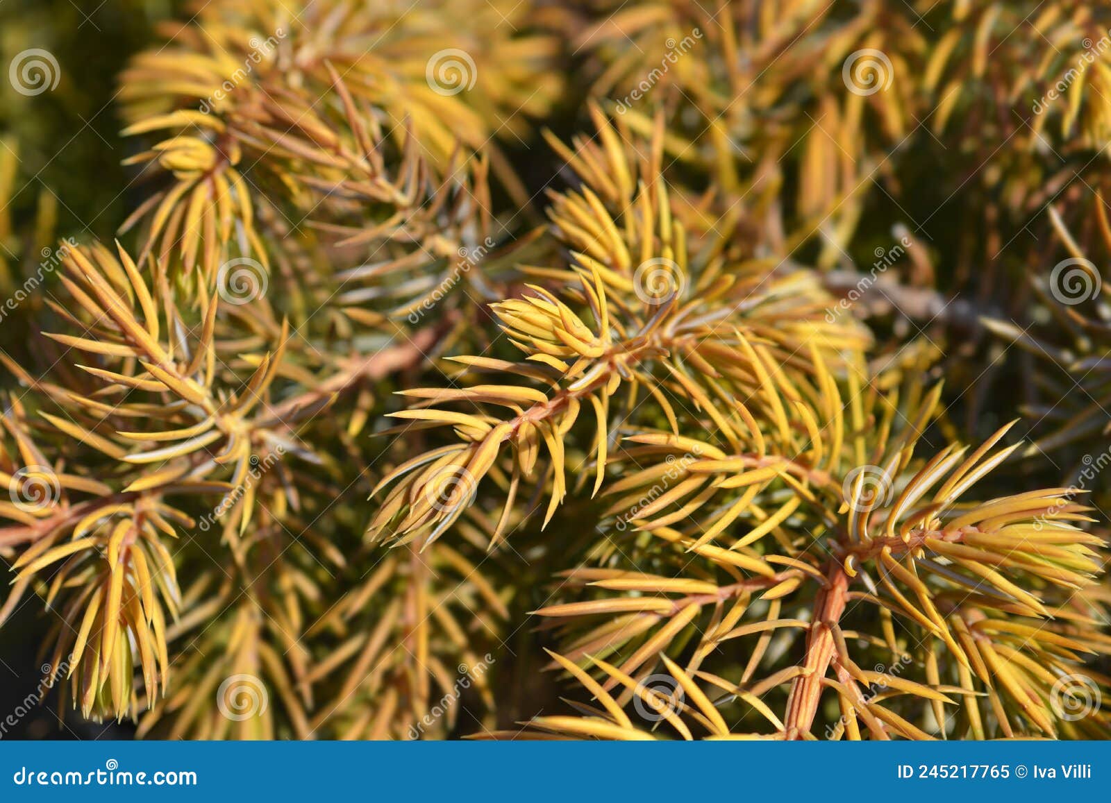 Shore Juniper All Gold stock image. Image of shrub, plant - 245217765