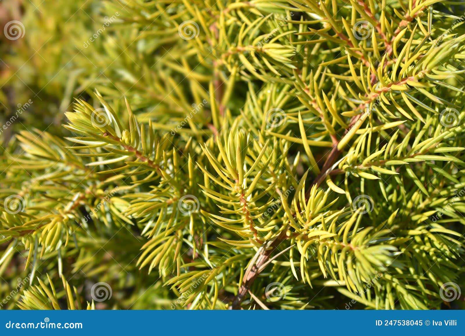 Shore Juniper All Gold stock image. Image of spring - 247538045