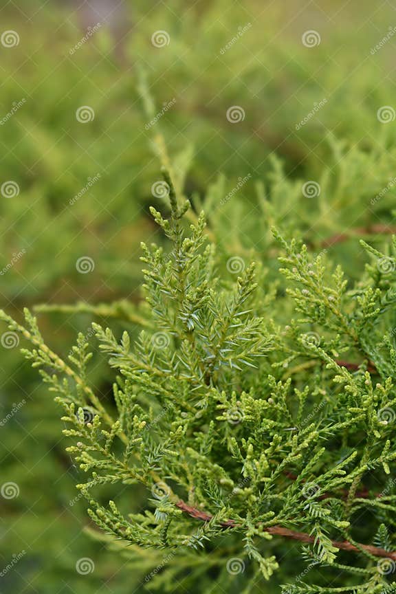 Shore Juniper Blue Pacific stock photo. Image of green - 207035304