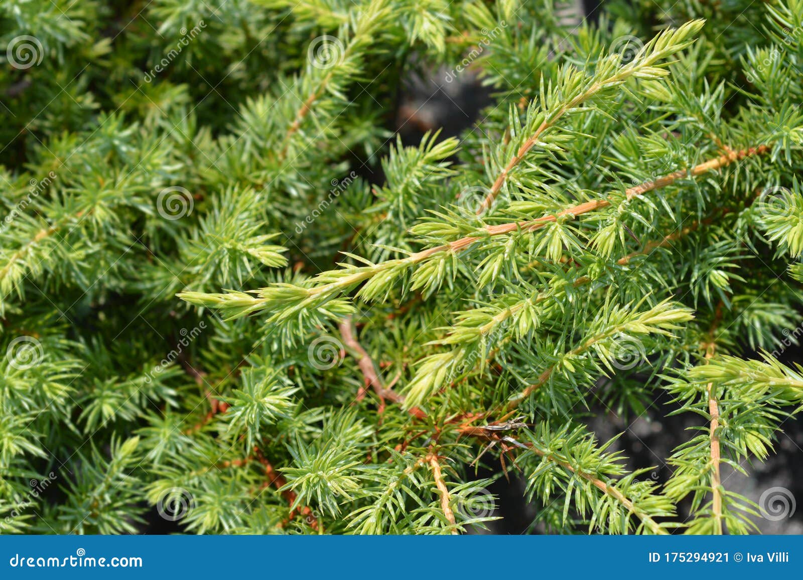 Shore Juniper Schlager stock image. Image of conferta - 175294921