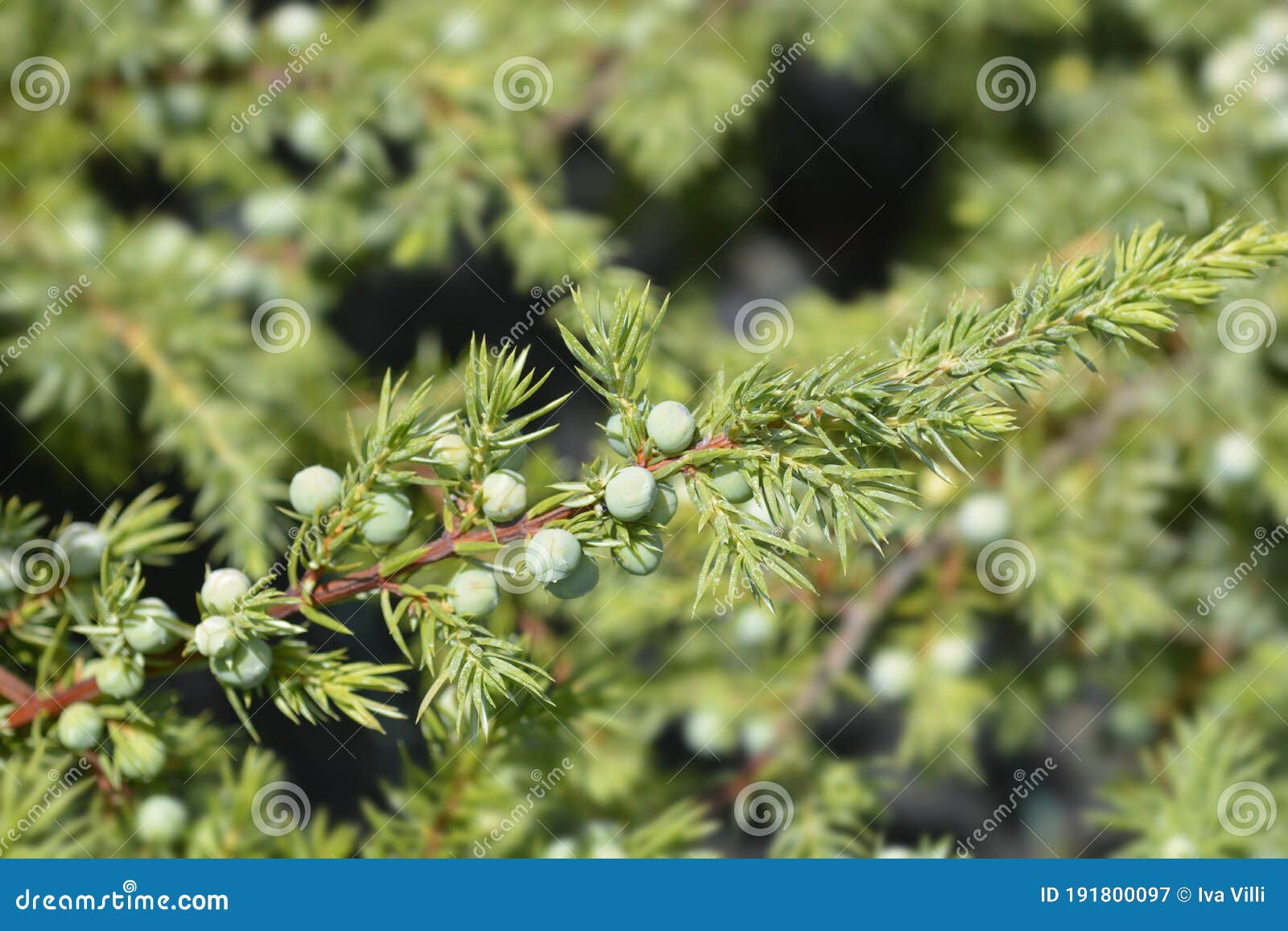 Shore Juniper Schlager stock image. Image of shore, garden - 191800097